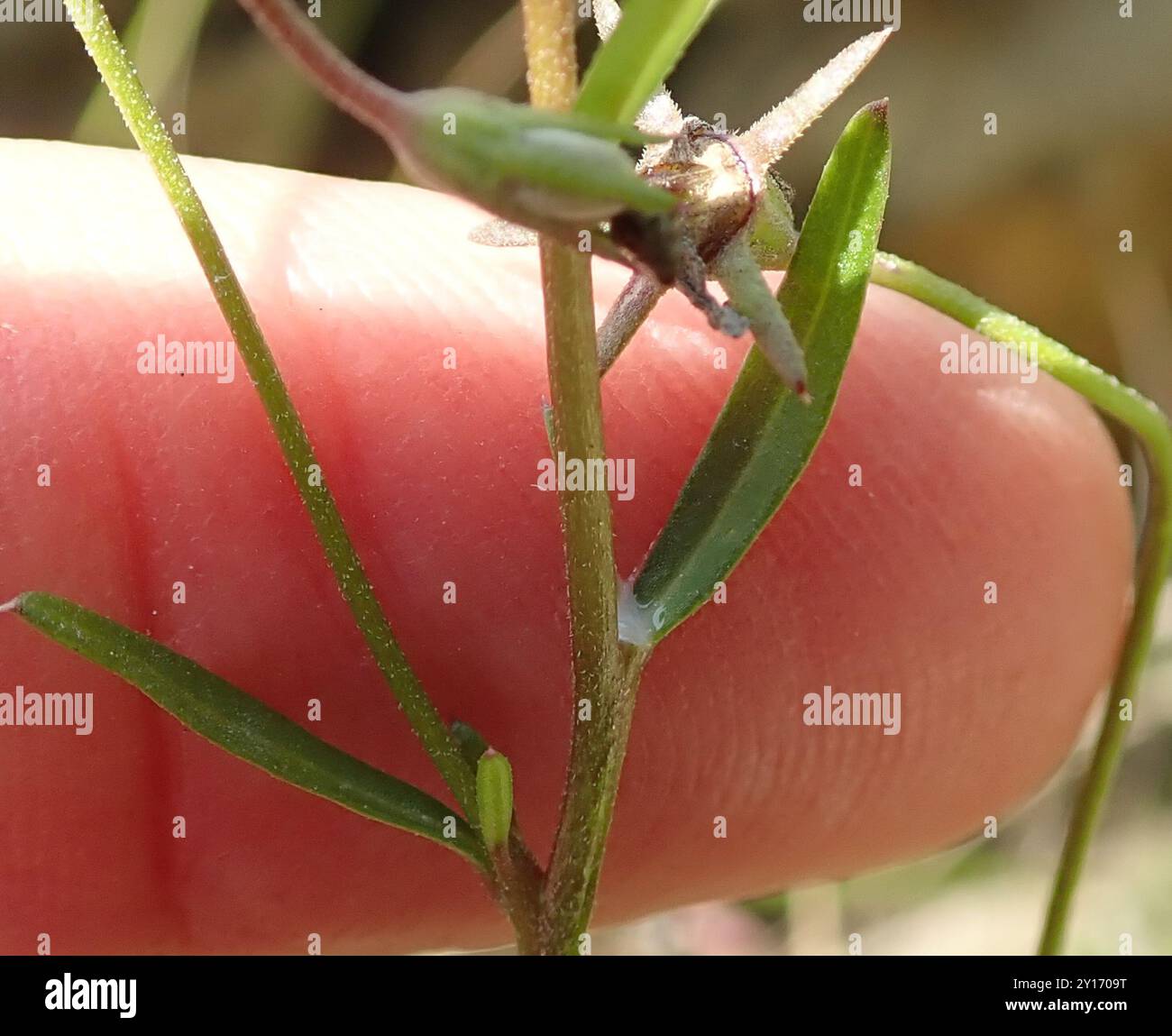 Wild Violet (Monopsis unidentata) Plantae Stock Photo - Alamy