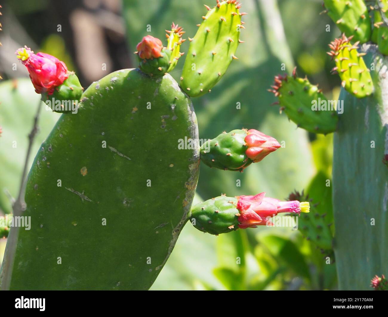 Cochineal Nopal Cactus (Opuntia cochenillifera) Plantae Stock Photo - Alamy