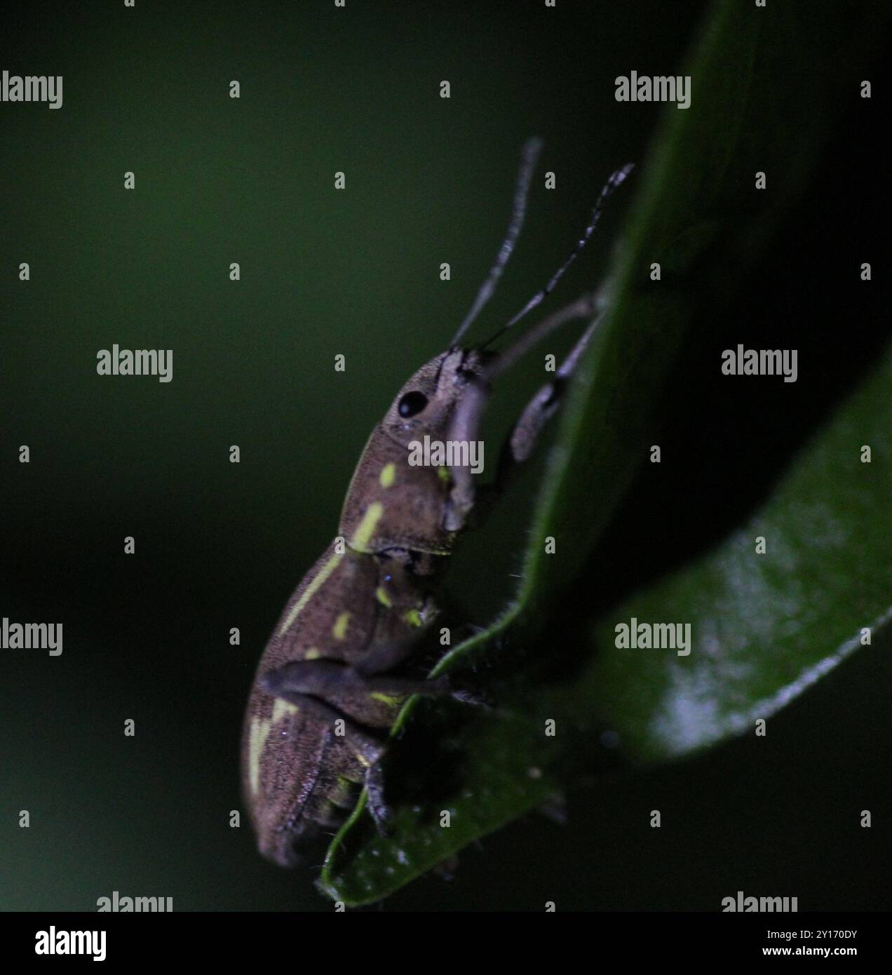 South American Fruit Tree Weevil (Naupactus xanthographus) Insecta ...