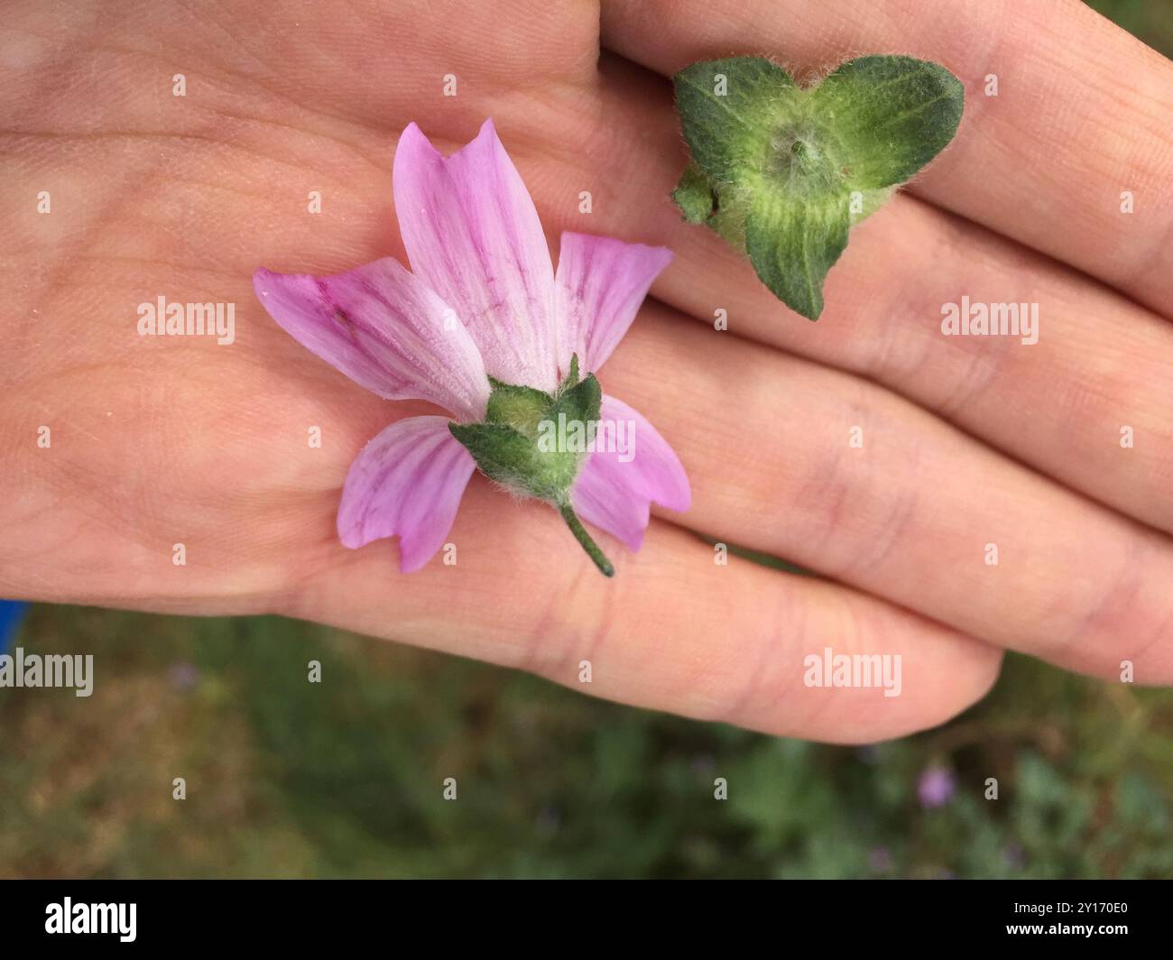 Cretan mallow (Malva multiflora) Plantae Stock Photo - Alamy