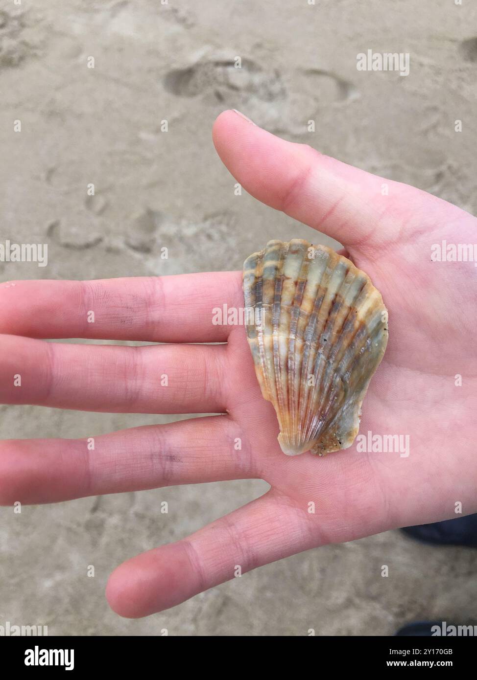 Atlantic Bay Scallop (Argopecten irradians) Mollusca Stock Photo - Alamy