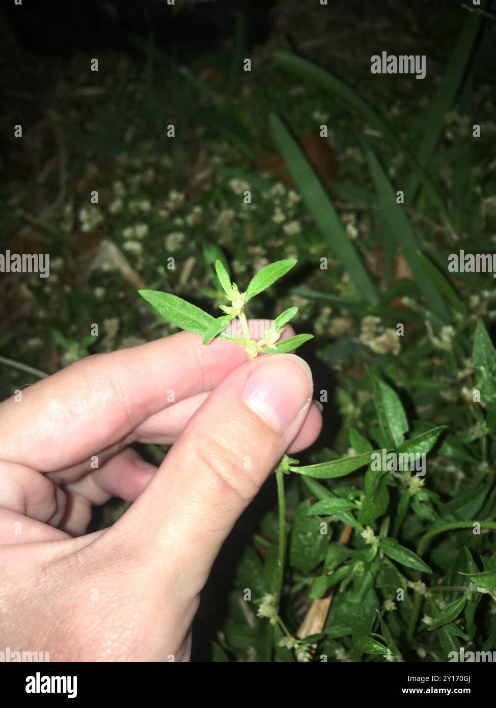 Smooth Joyweed (Alternanthera paronychioides) Plantae Stock Photo - Alamy