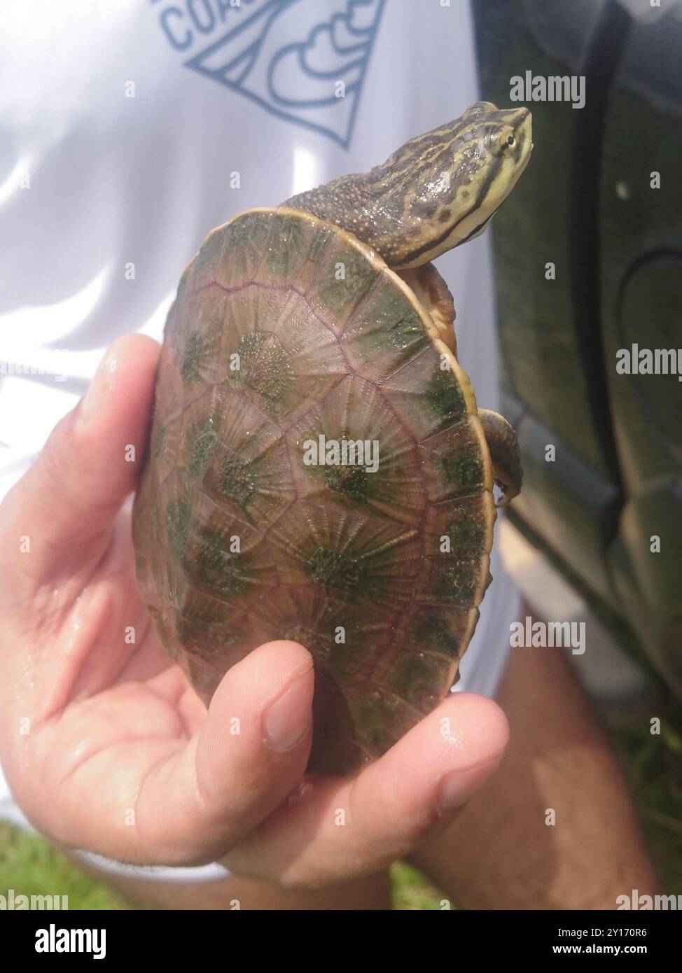 Geoffroy’s Side-necked Turtle (Phrynops geoffroanus) Reptilia Stock ...
