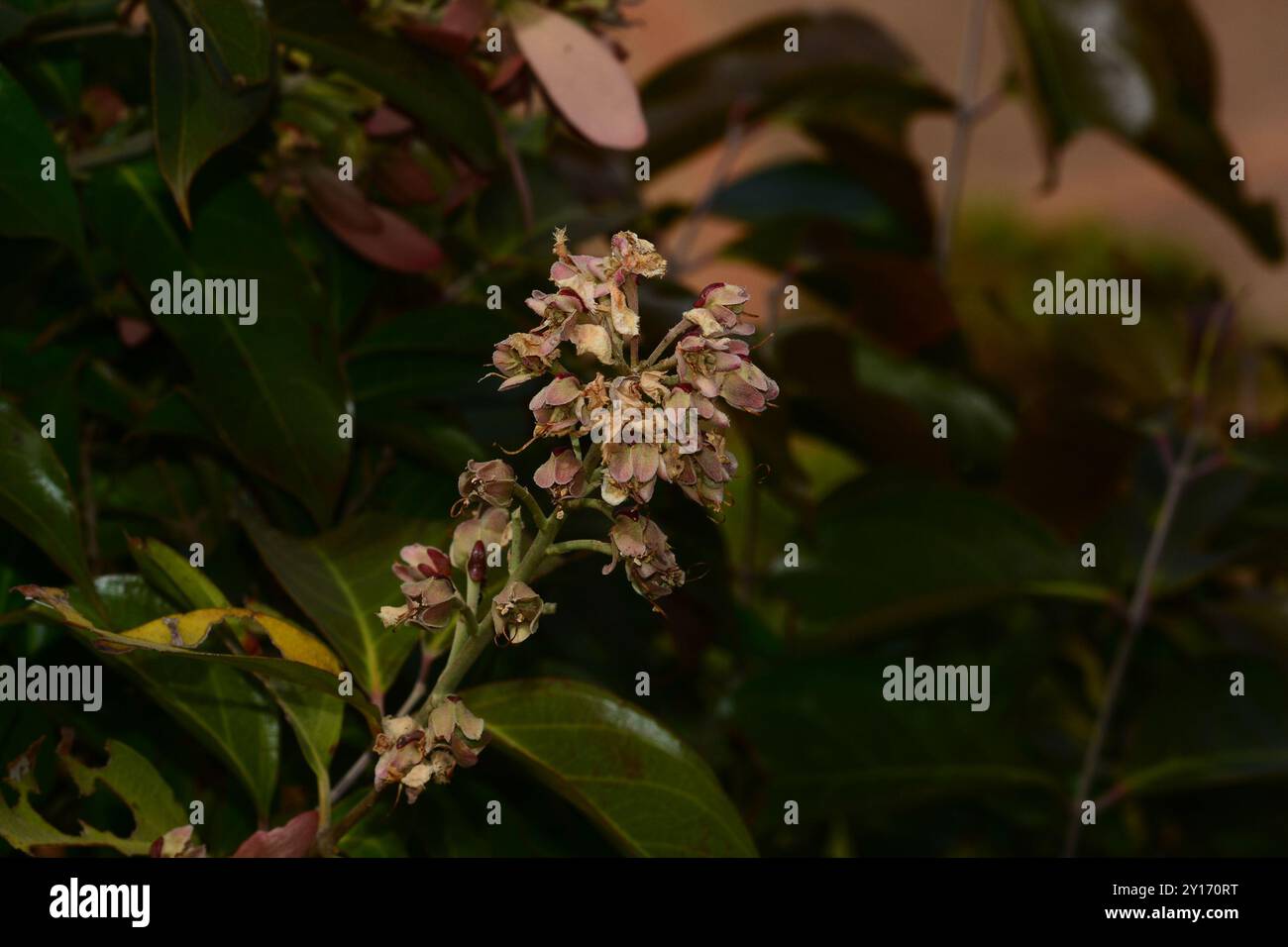 Hiptage (Hiptage benghalensis) Plantae Stock Photo - Alamy