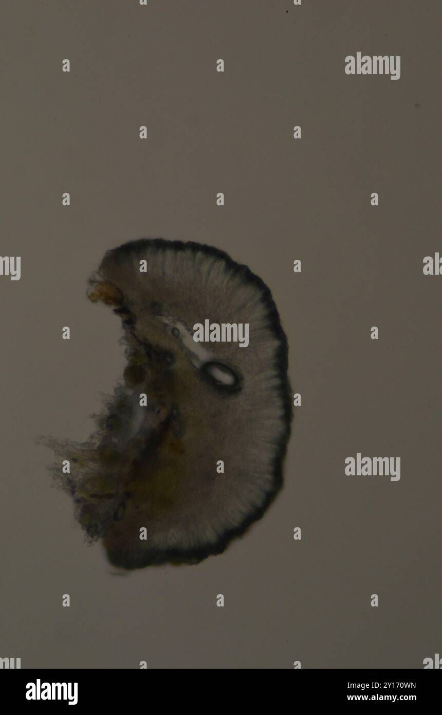 Shadow Dot Lichen (Micarea peliocarpa) Fungi Stock Photo - Alamy