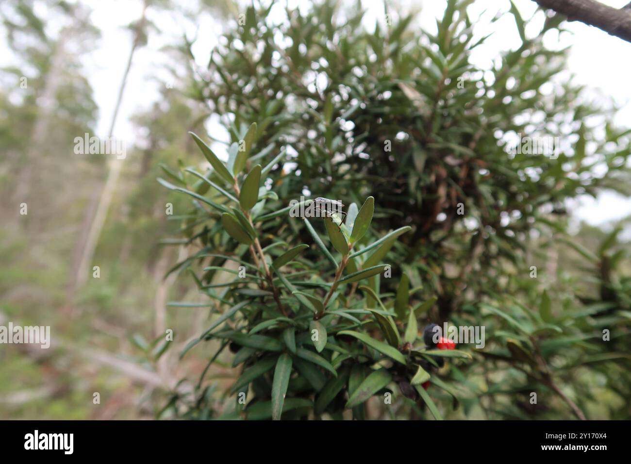 (Notius depressus) Insecta Stock Photo - Alamy
