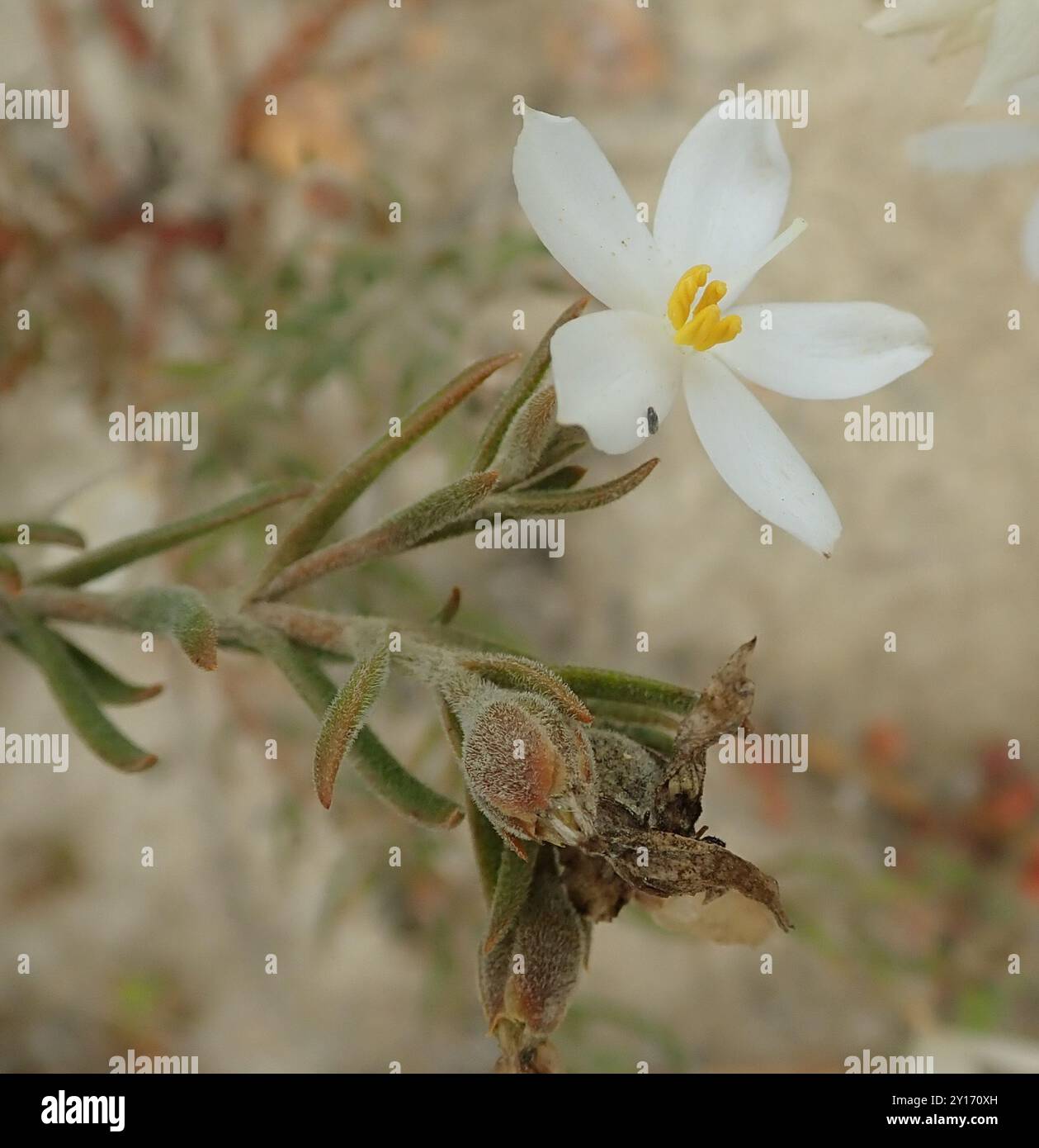 Sea Rose (Orphium frutescens) Plantae Stock Photo - Alamy