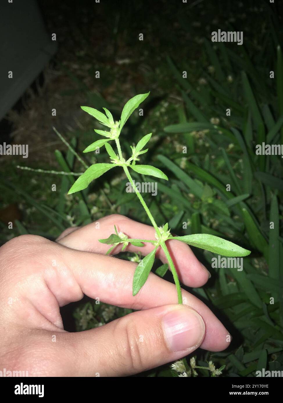 Smooth Joyweed (Alternanthera paronychioides) Plantae Stock Photo - Alamy