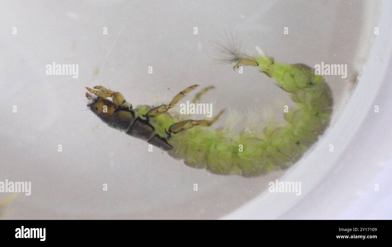 Net-spinning Caddisflies (Hydropsychidae) Insecta Stock Photo - Alamy