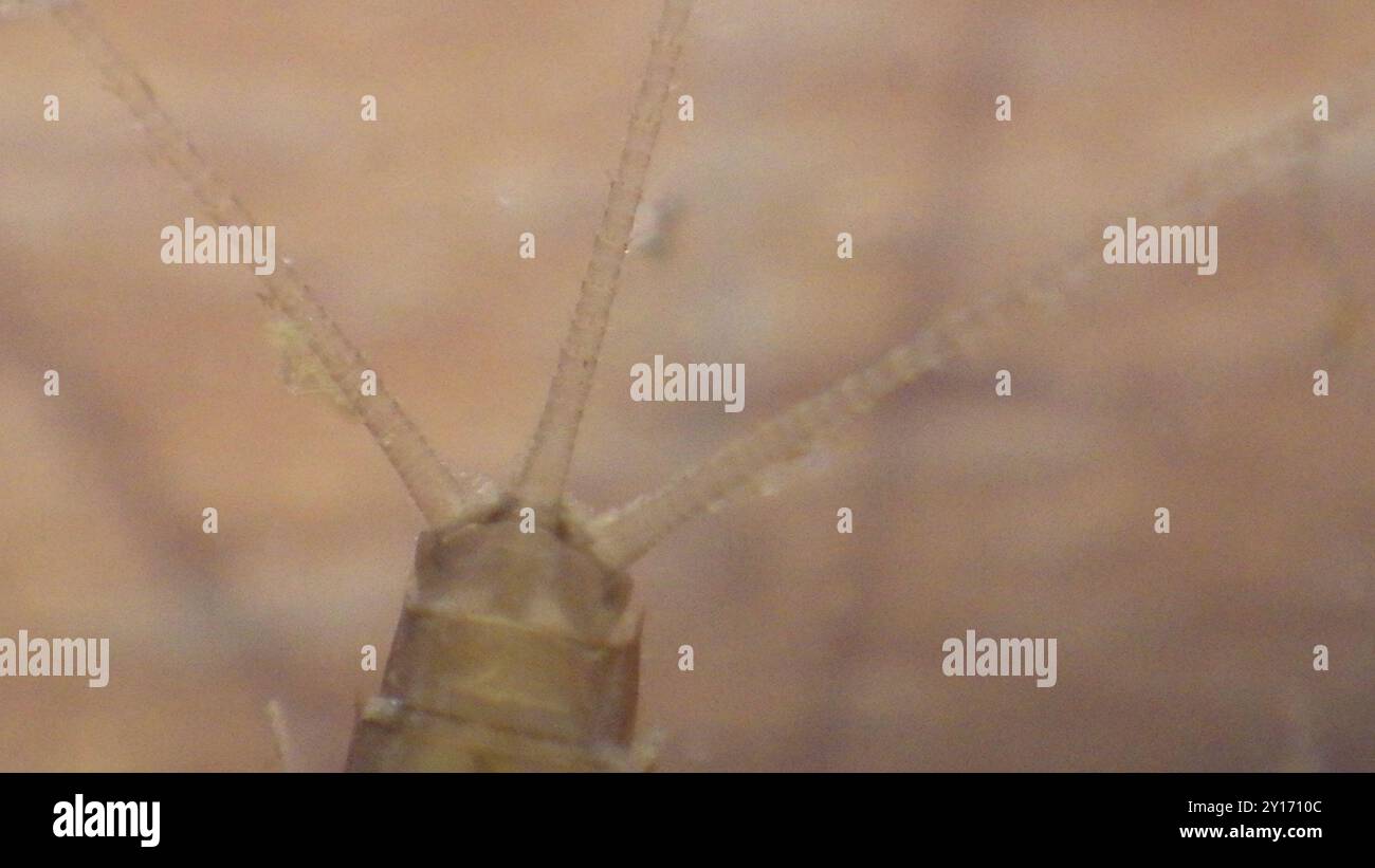 Light Cahills (Stenacron) Insecta Stock Photo - Alamy