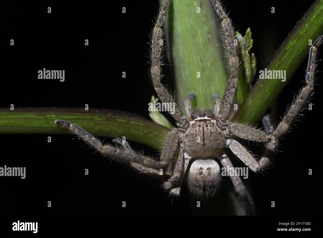 Huntsman Spiders (Sparassidae) Arachnida Stock Photo - Alamy