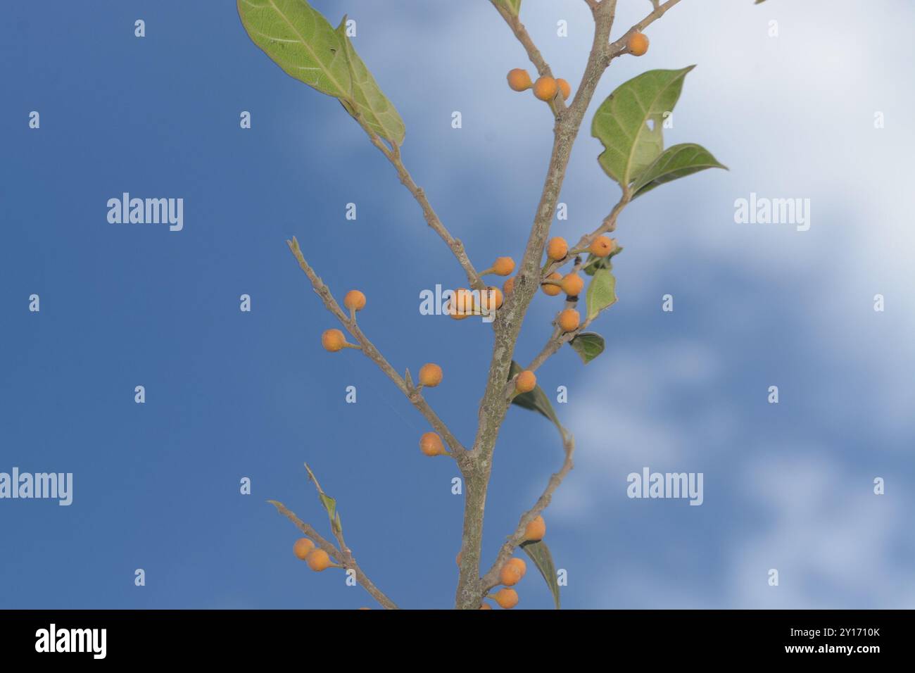 (Ficus tinctoria gibbosa) Plantae Stock Photo - Alamy