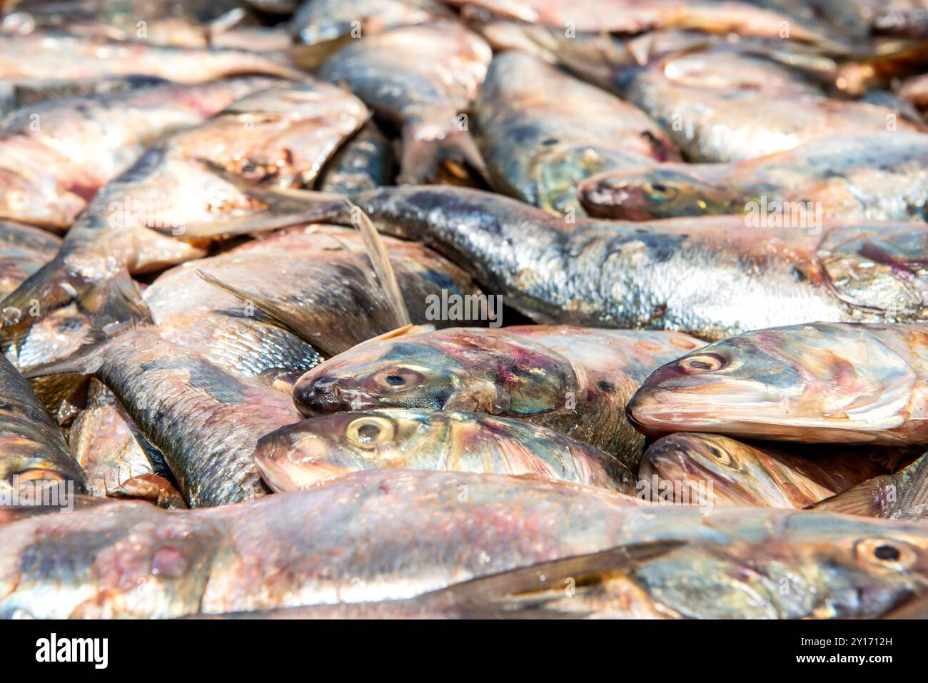 Fish being processed on the docks Stock Photo - Alamy