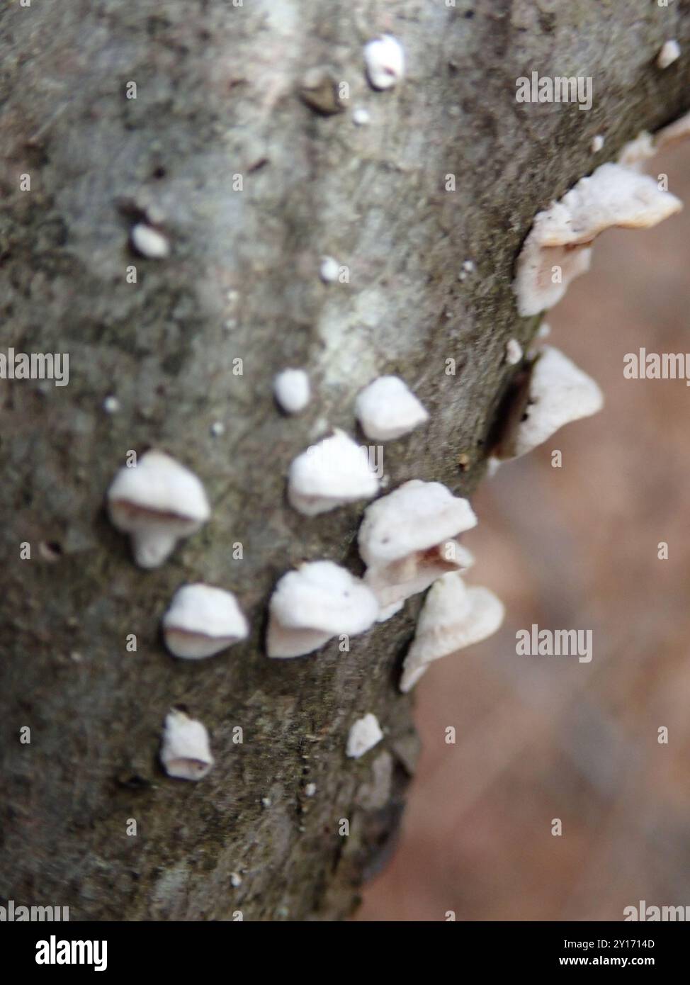 little nest polypore (Trametes conchifer) Fungi Stock Photo - Alamy