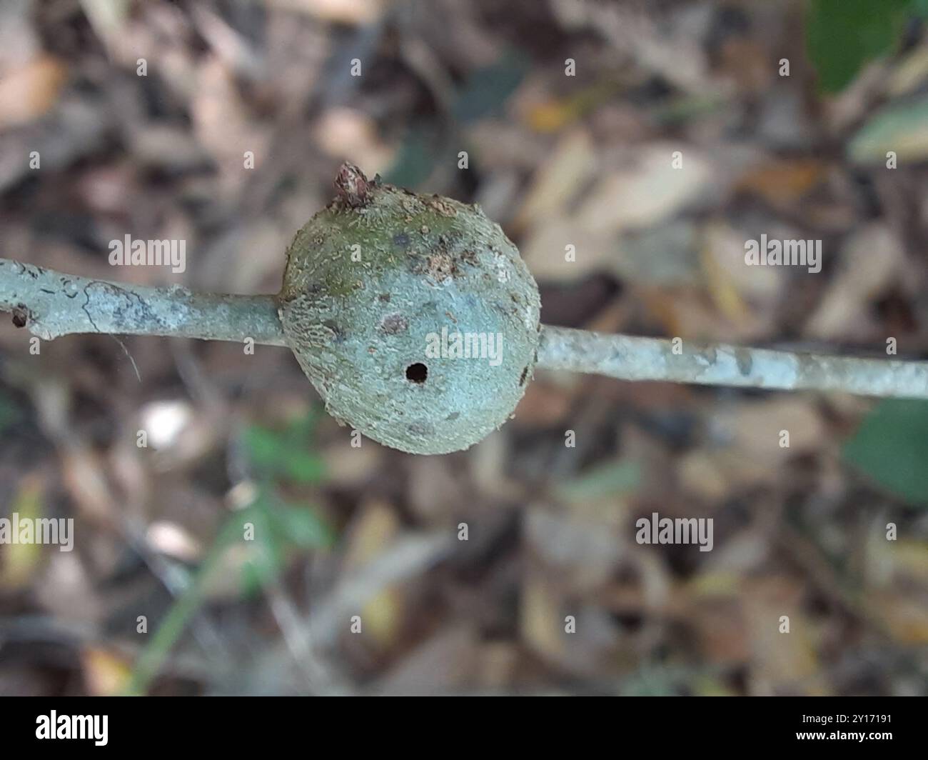Southern Live Oak Stem Gall Wasp (Callirhytis quercusbatatoides ...