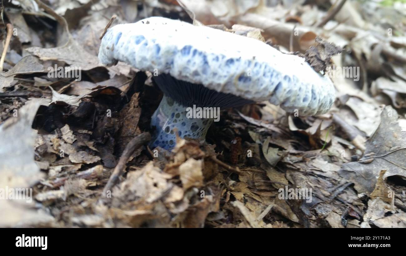 indigo milk cap (Lactarius indigo) Fungi Stock Photo - Alamy