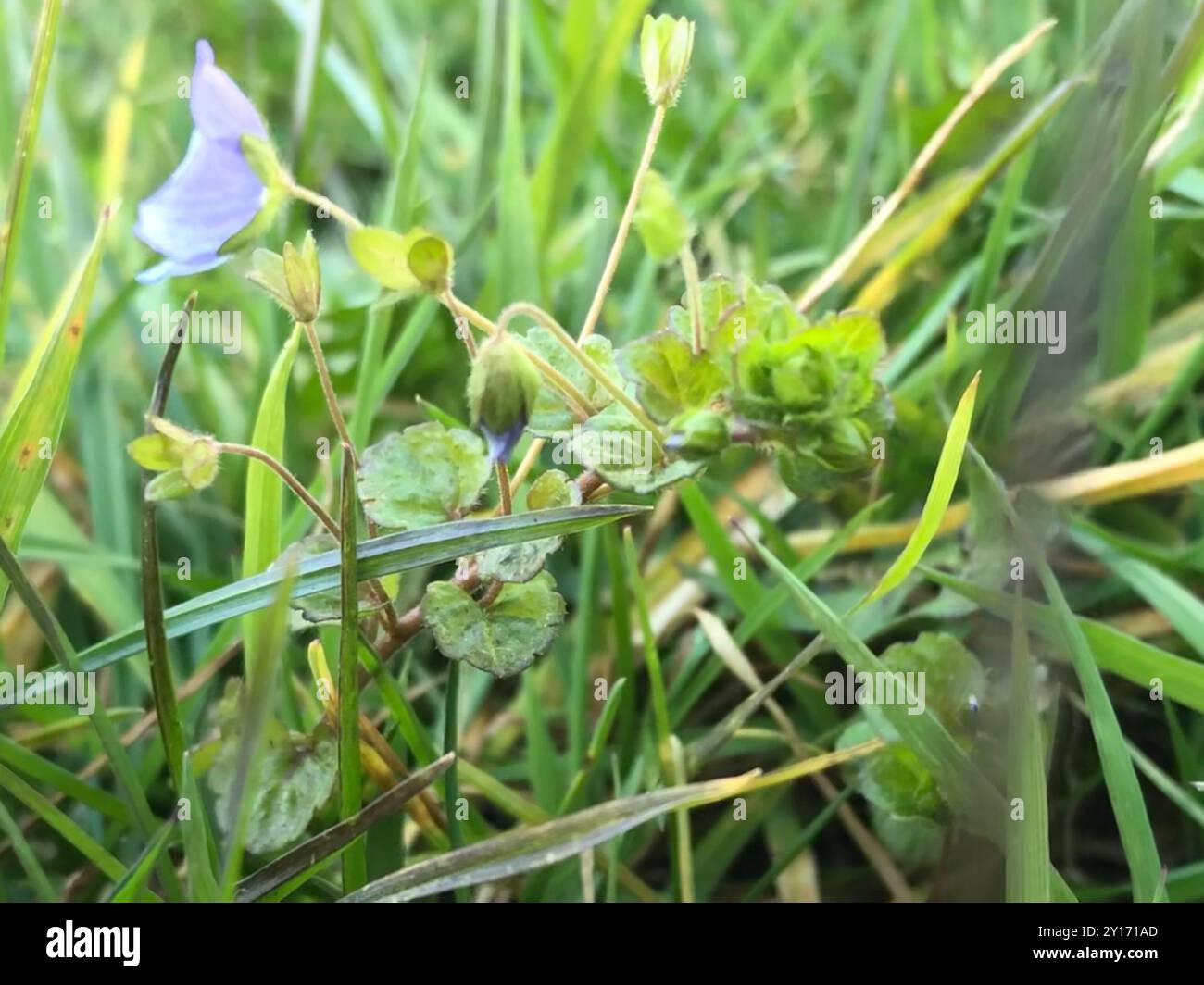 Slender speedwell (Veronica filiformis) Plantae Stock Photo - Alamy