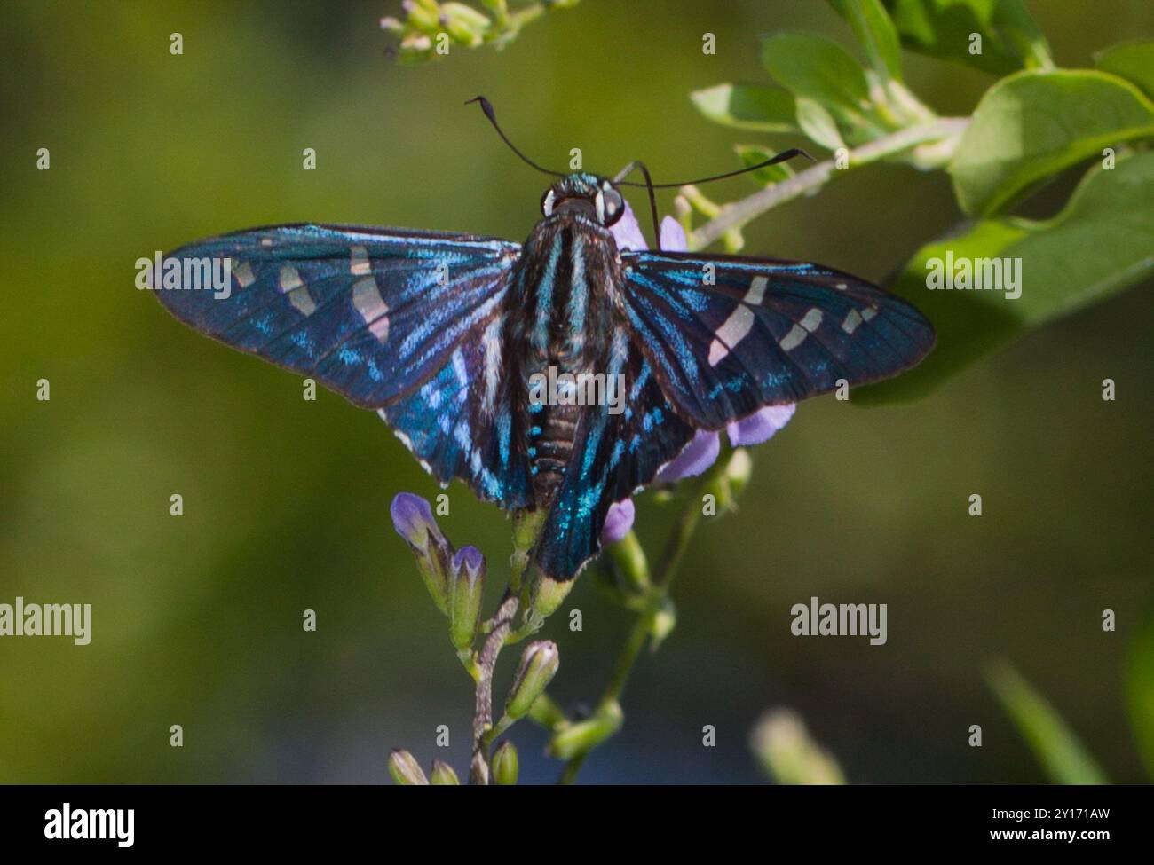 Mangrove Skipper (Phocides pigmalion) Insecta Stock Photo - Alamy