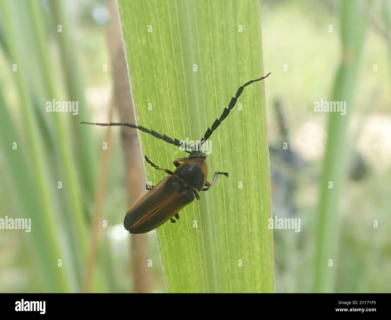 Fireflies (Lampyridae) Insecta Stock Photo - Alamy