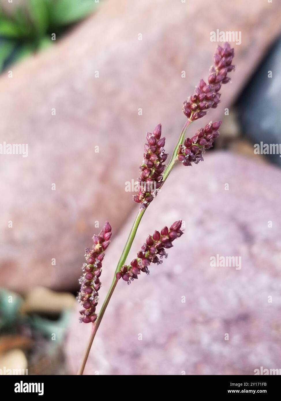 Jungle Rice (Echinochloa colonum) Plantae Stock Photo - Alamy
