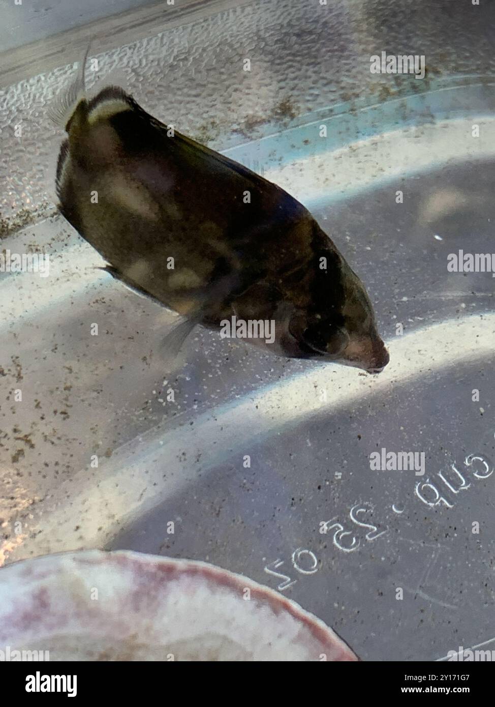 Threebanded Butterflyfish (Chaetodon humeralis) Actinopterygii Stock ...