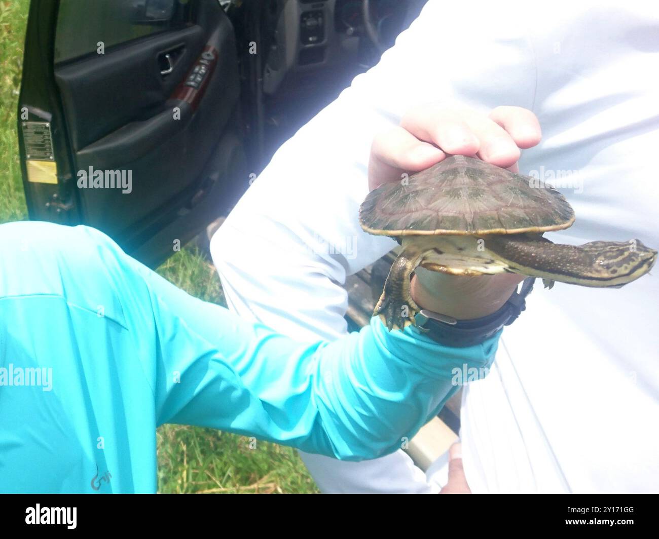 Geoffroy’s Side-necked Turtle (Phrynops geoffroanus) Reptilia Stock ...