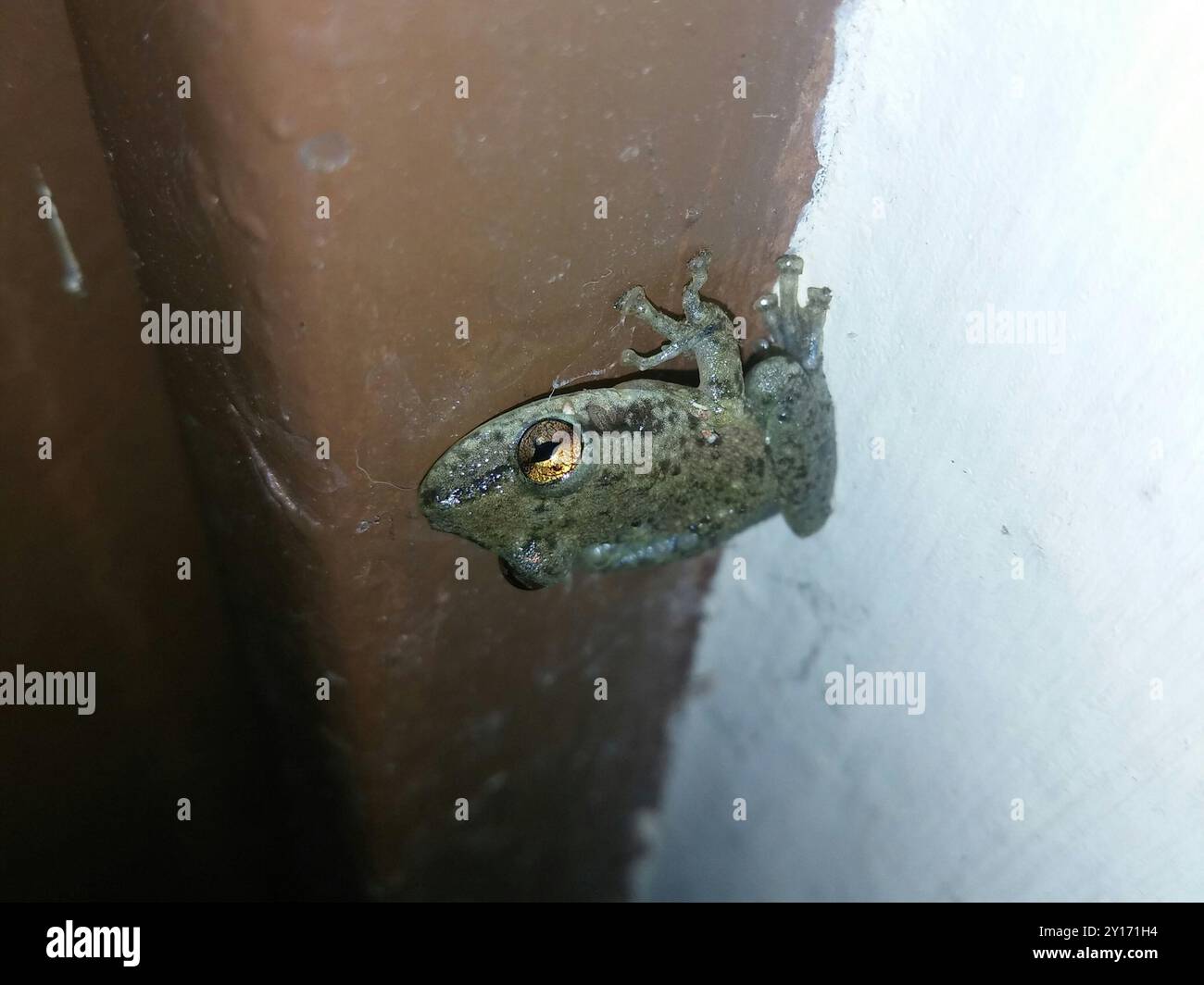 Snouted Tree Frogs (Scinax) Amphibia Stock Photo - Alamy