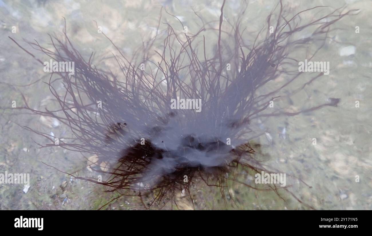 red algae (Rhodophyta) Plantae Stock Photo - Alamy