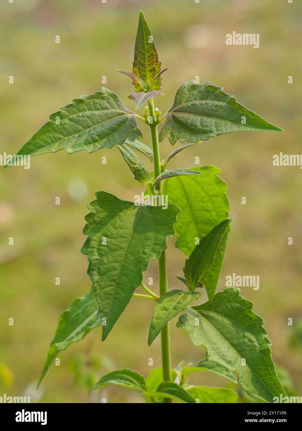 Siam weed (Chromolaena odorata) Plantae Stock Photo - Alamy