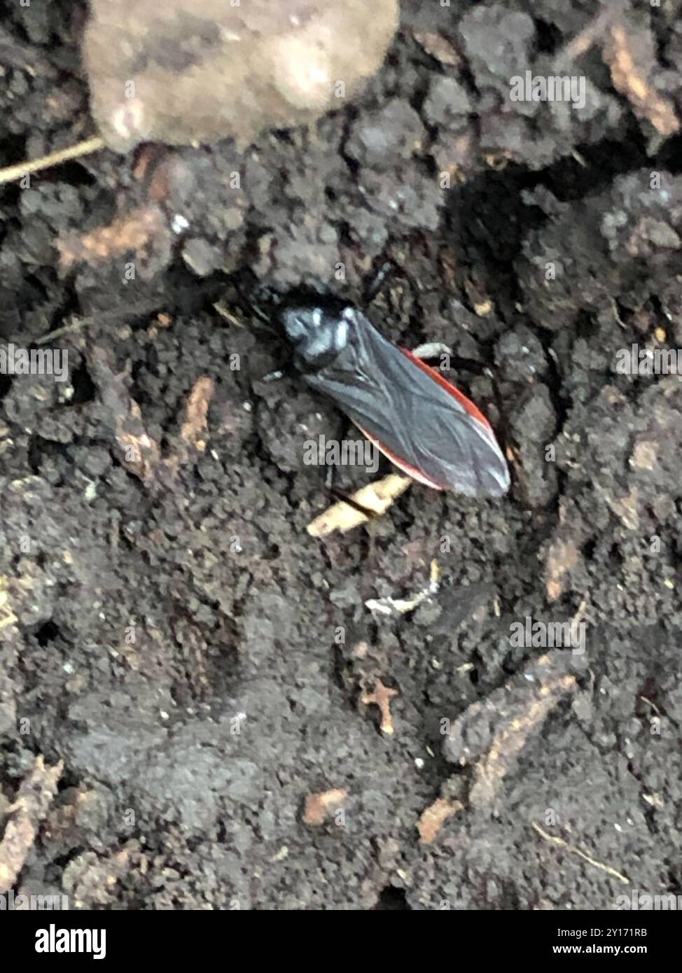 True Bugs, Hoppers, Aphids, and allies (Hemiptera) Insecta Stock Photo ...