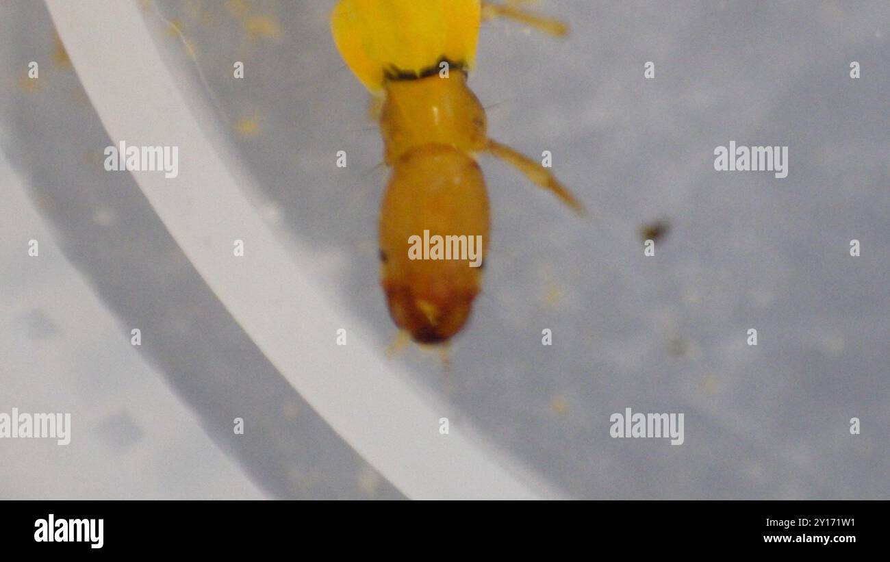 Little Black Caddisflies (Chimarra) Insecta Stock Photo - Alamy