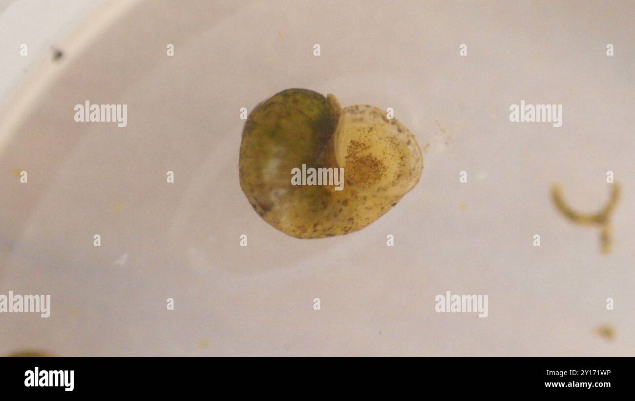 Hydrobiid Mud Snails (Hydrobiidae) Mollusca Stock Photo - Alamy