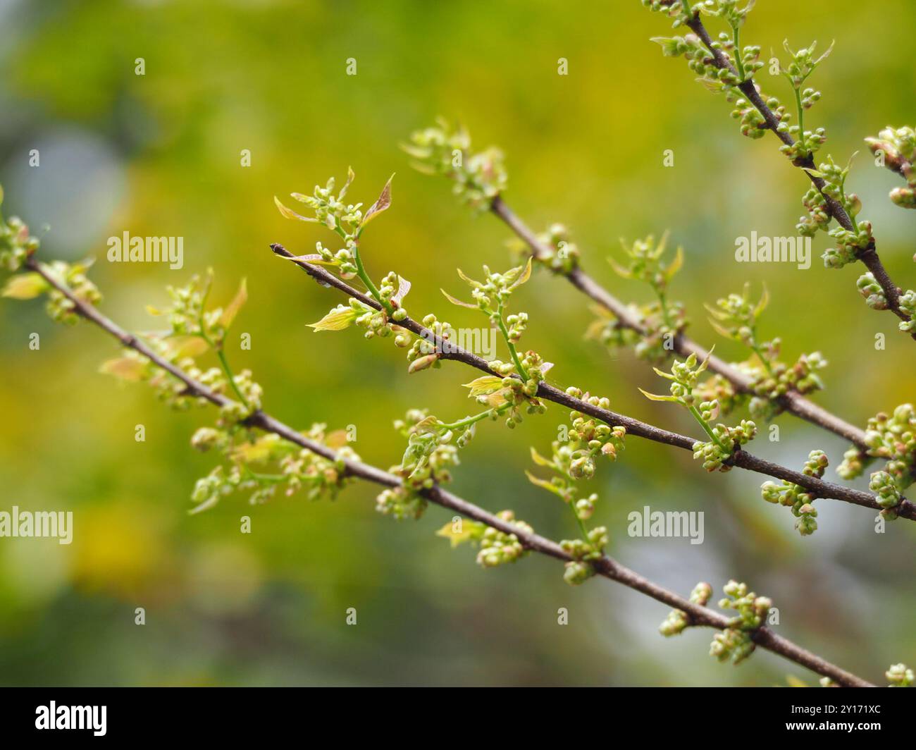 Chinese Hackberry (Celtis sinensis) Plantae Stock Photo - Alamy