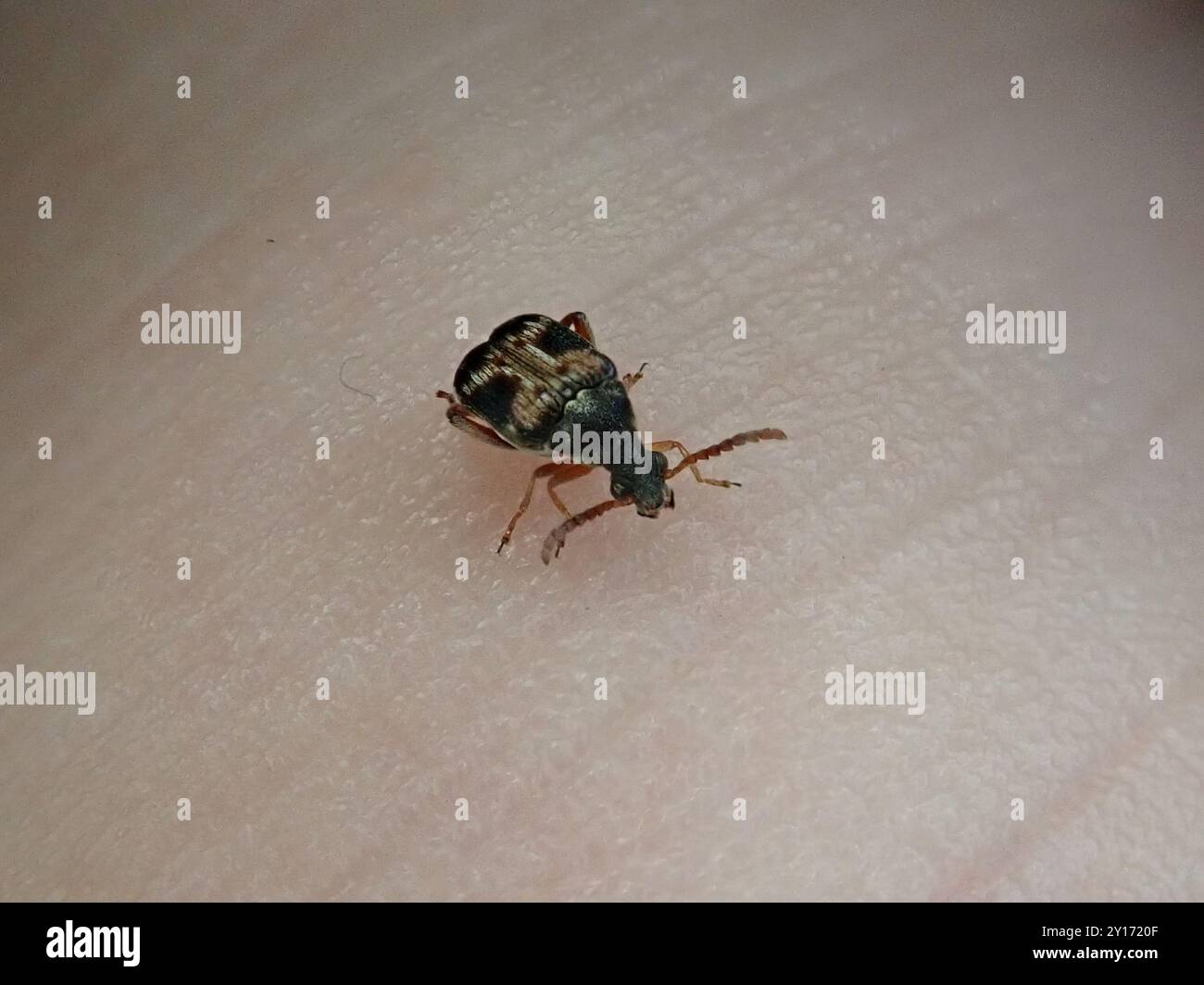 Cowpea Weevil (Callosobruchus maculatus) Insecta Stock Photo - Alamy