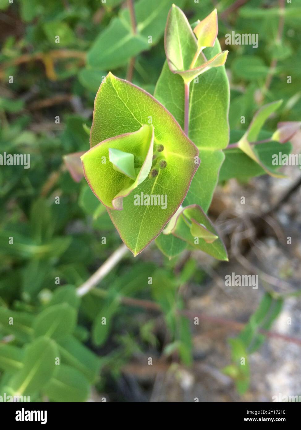 Mediterranean Honeysuckle (Lonicera implexa) Plantae Stock Photo - Alamy