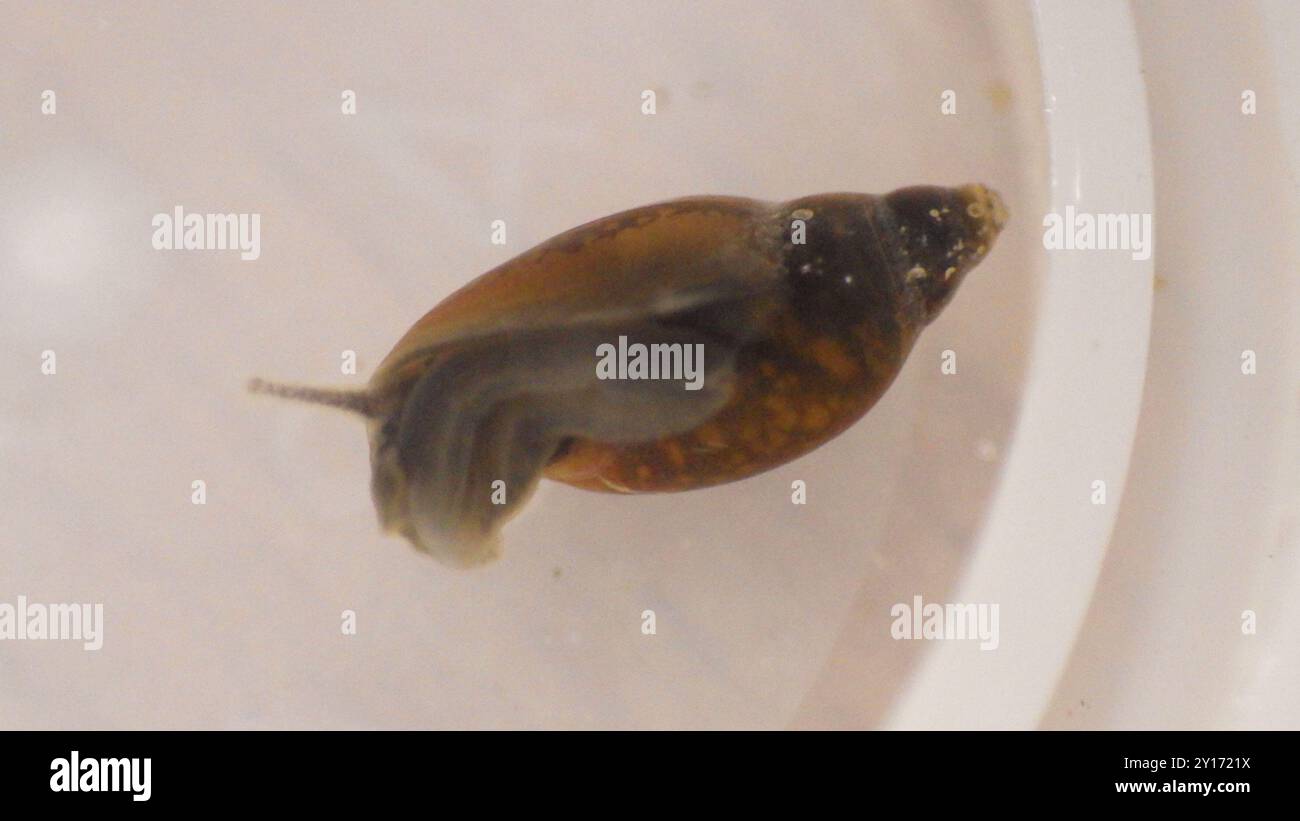 Bladder Snails (Physidae) Mollusca Stock Photo - Alamy