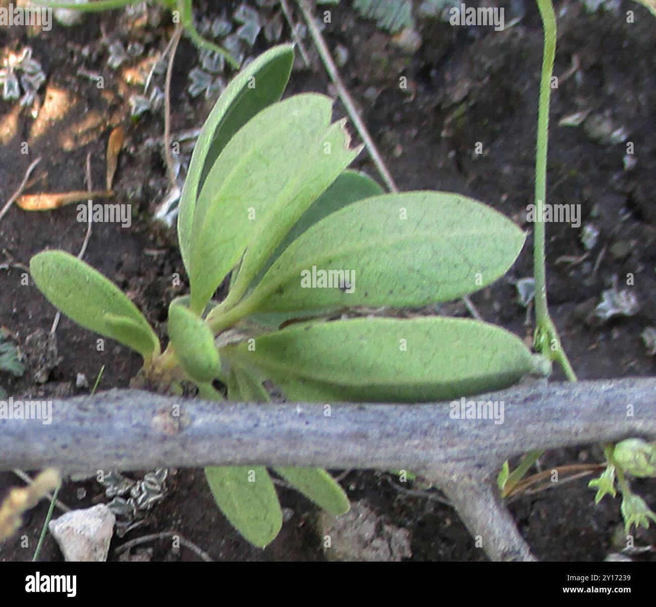 Kalahari Star-Apple (Diospyros lycioides lycioides) Plantae Stock Photo ...