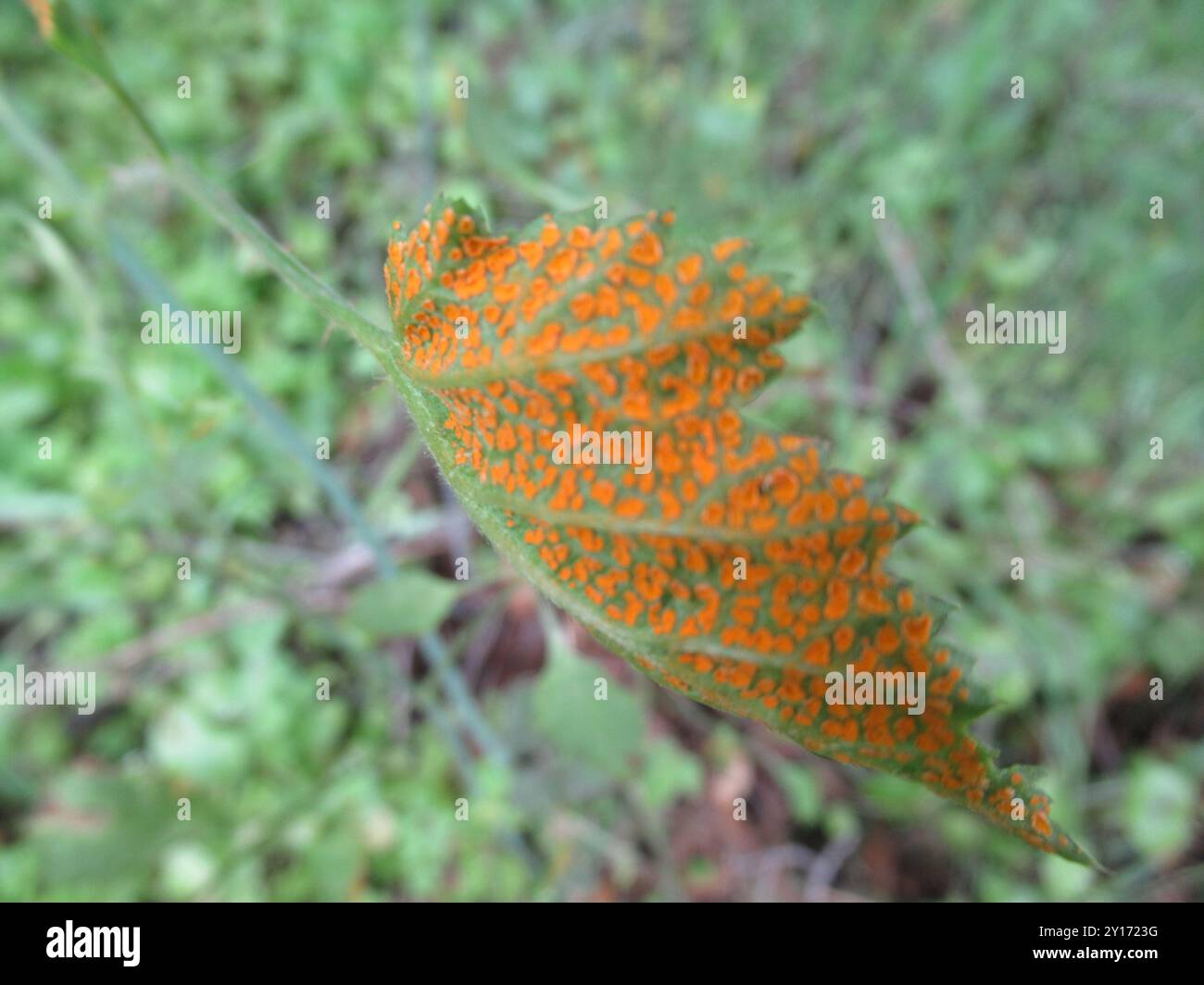 blackberry orange rust (Gymnoconia peckiana) Fungi Stock Photo - Alamy