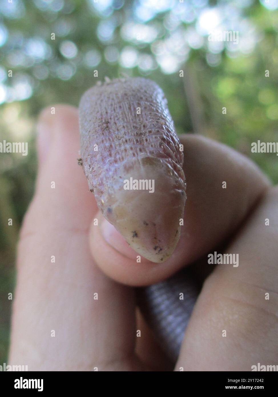 Smallhead Worm Lizard (Leposternon microcephalum) Reptilia Stock Photo ...