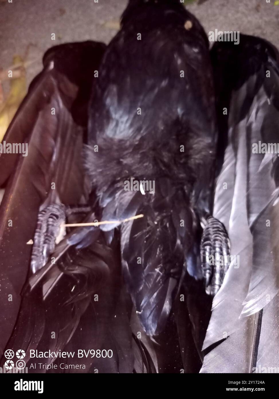 Eastern Australian Raven (Corvus coronoides coronoides) Aves Stock ...