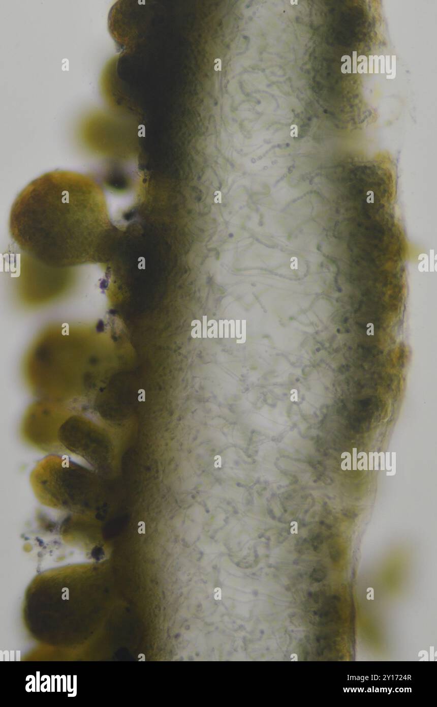 Tree Jelly (Collema subflaccidum) Fungi Stock Photo - Alamy