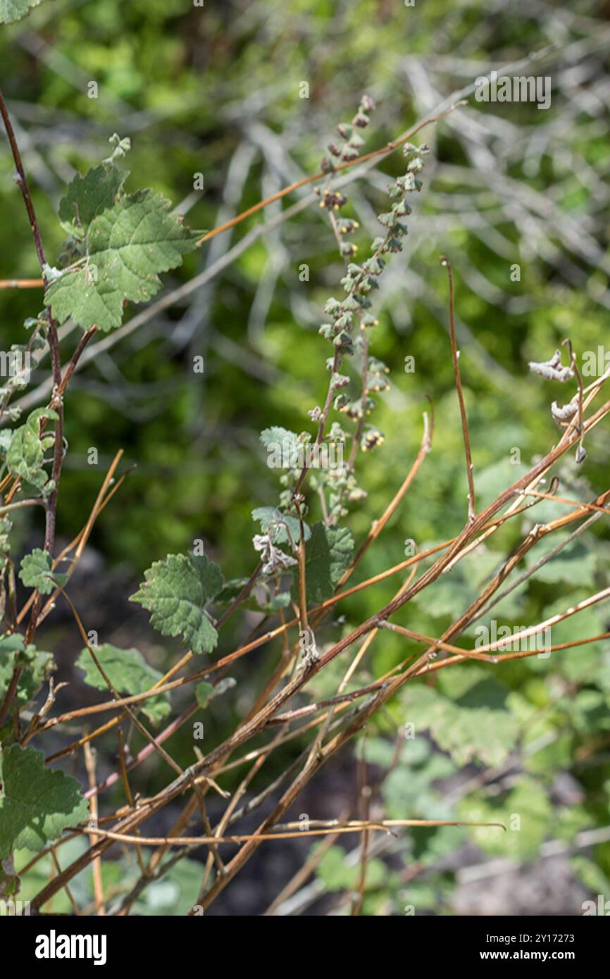 Tucson bur ragweed (Ambrosia cordifolia) Plantae Stock Photo - Alamy