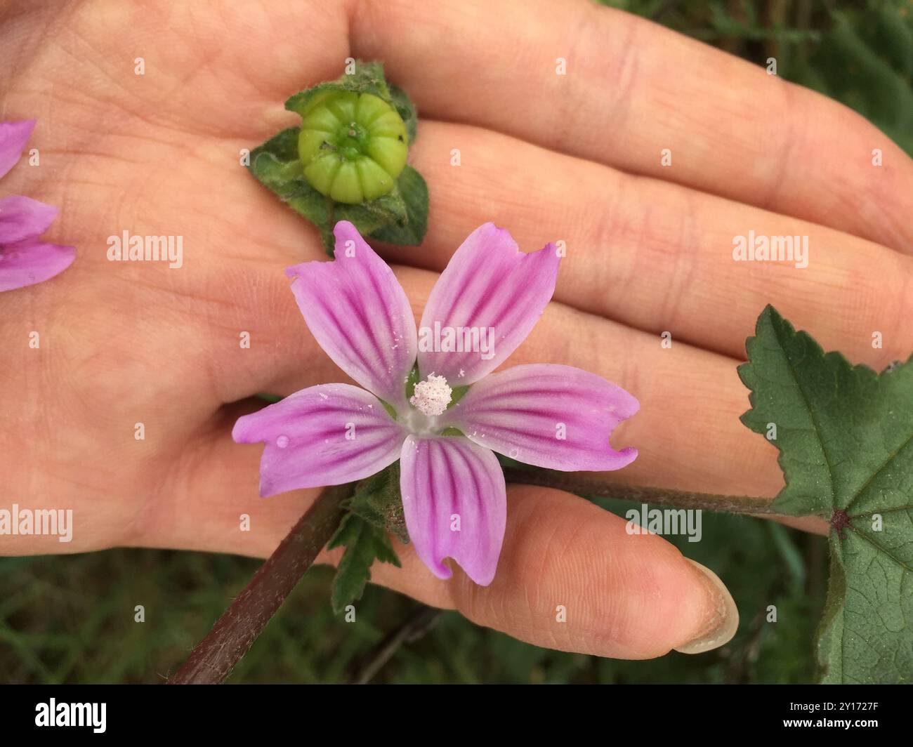 Cretan mallow (Malva multiflora) Plantae Stock Photo - Alamy