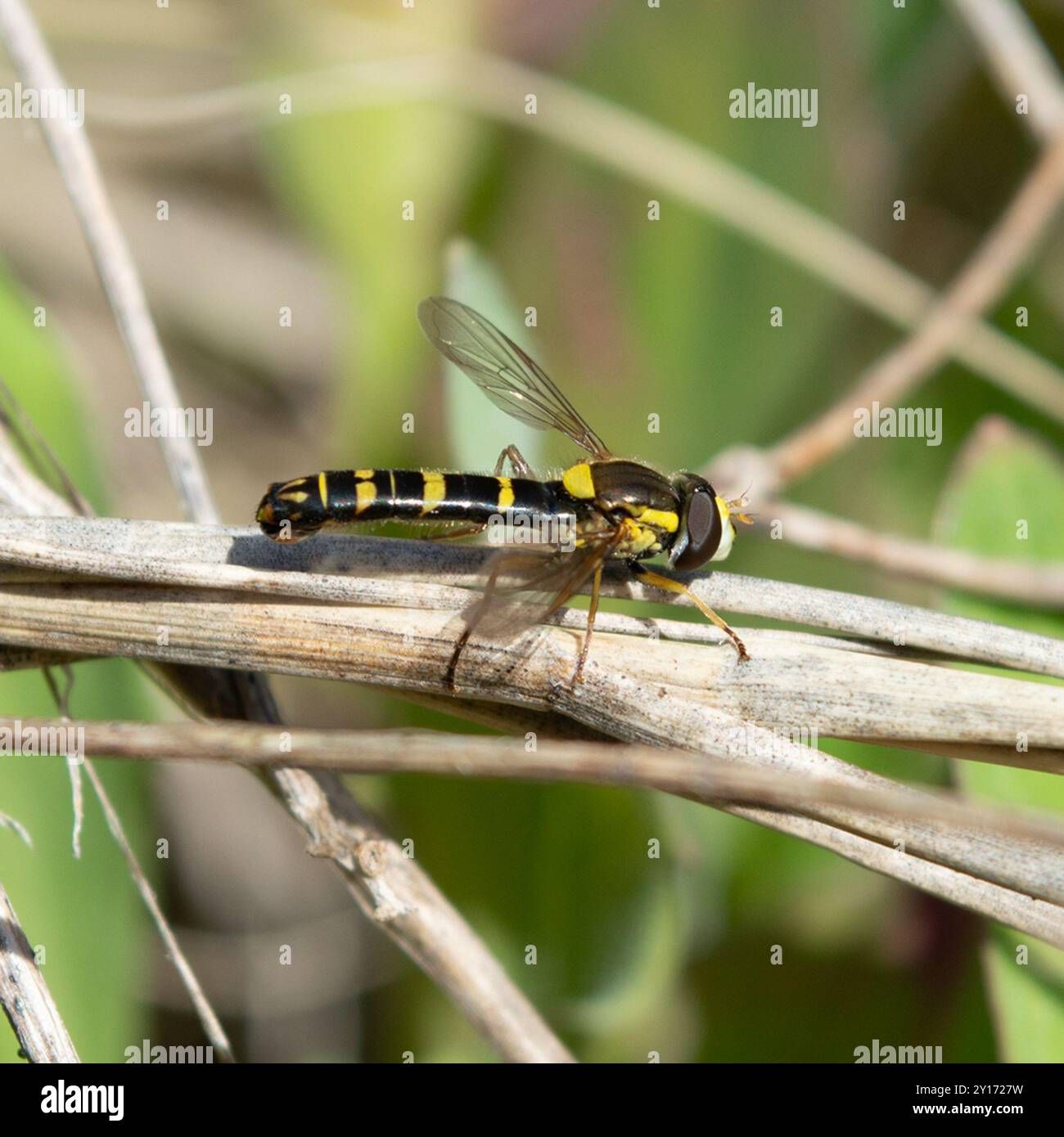 Common Globetail (Sphaerophoria scripta) Insecta Stock Photo - Alamy