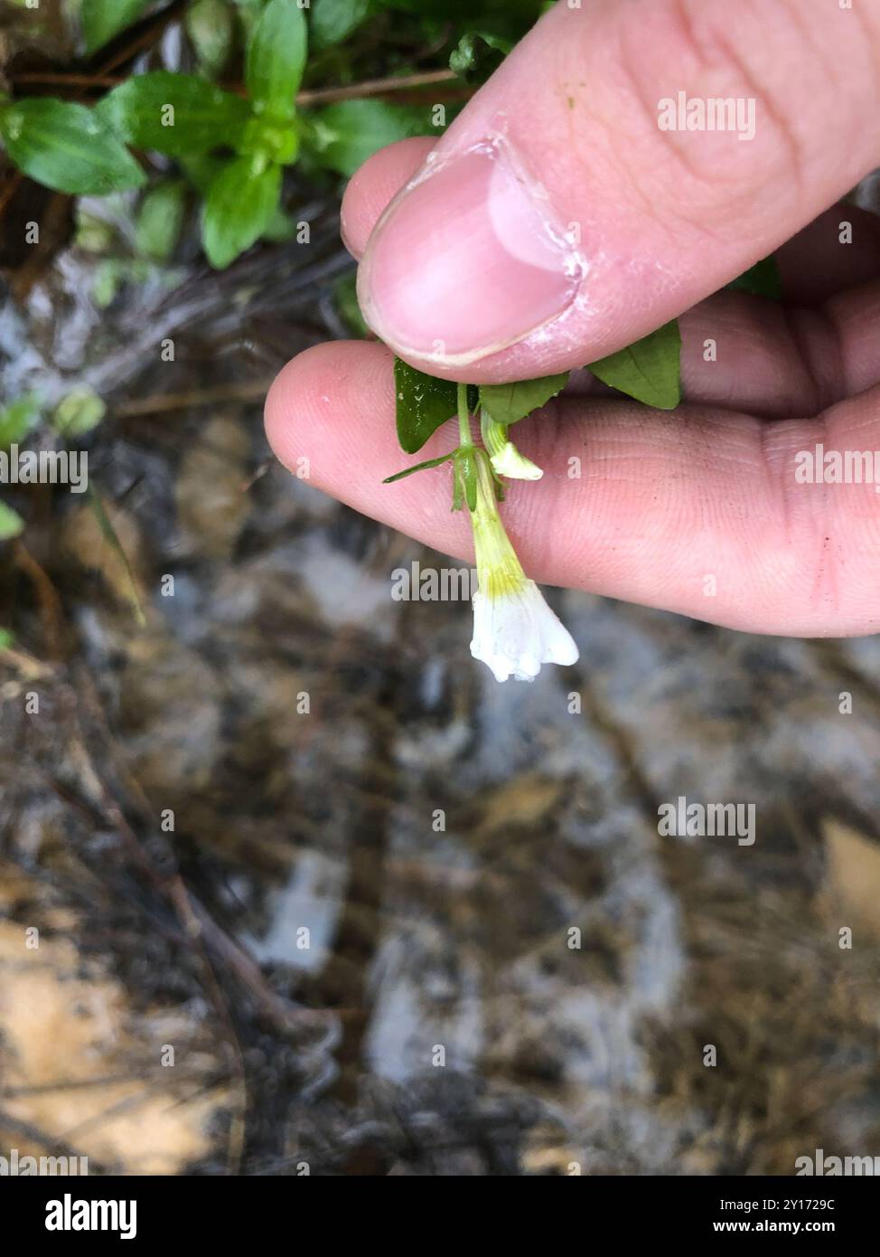 Virginia hedge-hyssop (Gratiola virginiana) Plantae Stock Photo - Alamy
