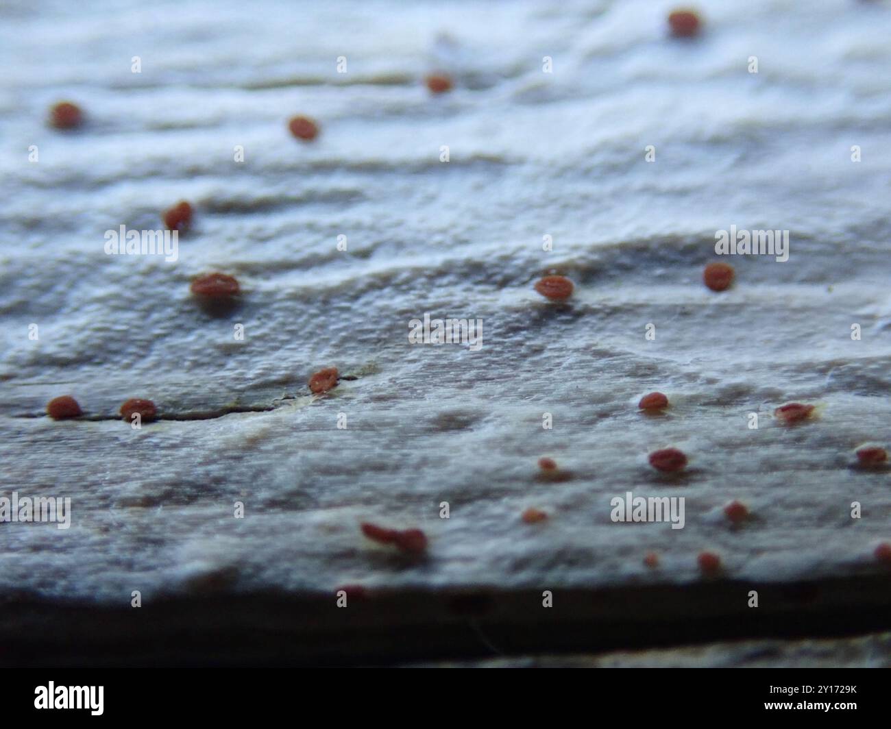 (Agyrium rufum) Fungi Stock Photo - Alamy