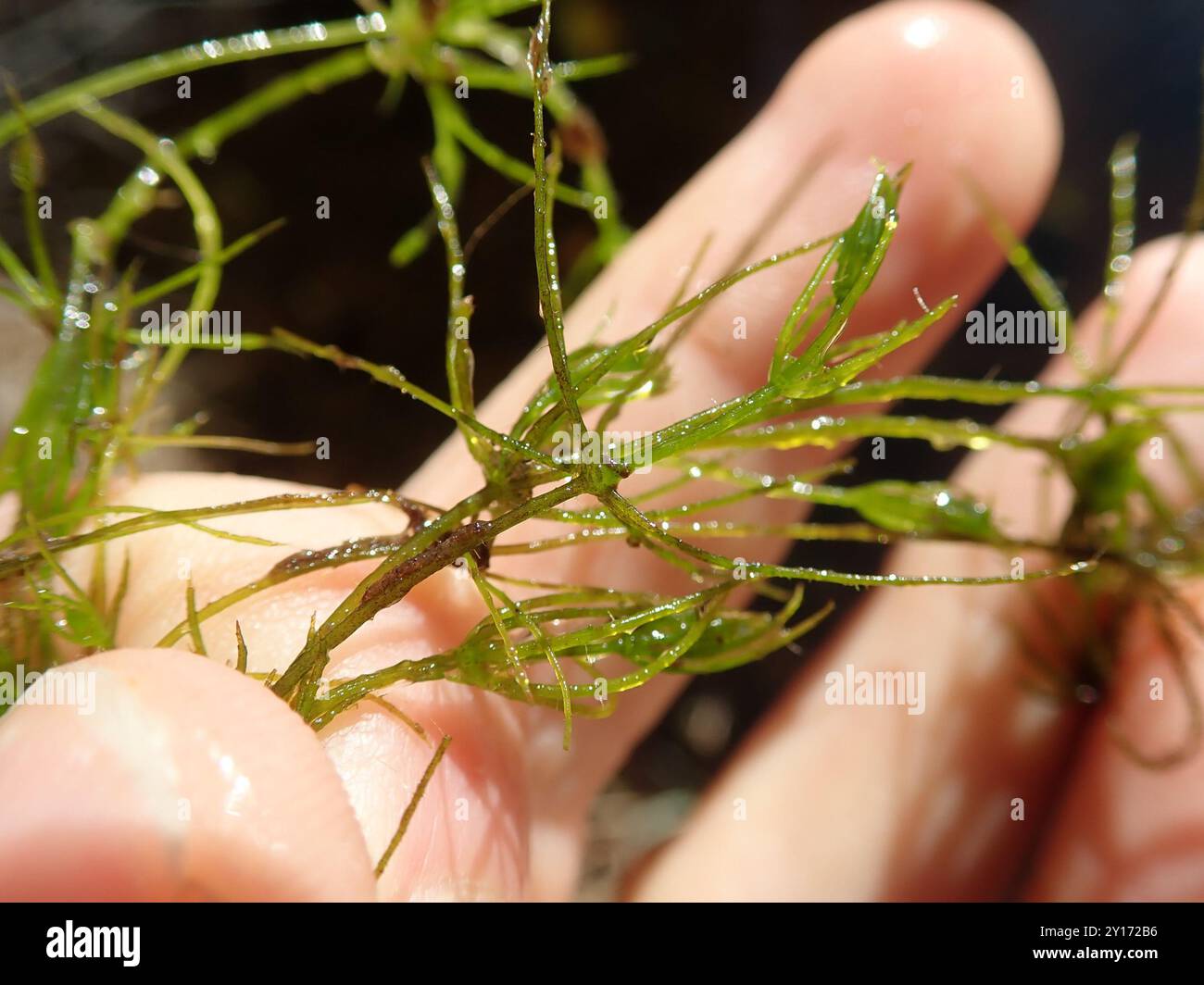 muskgrass (Chara) Plantae Stock Photo - Alamy