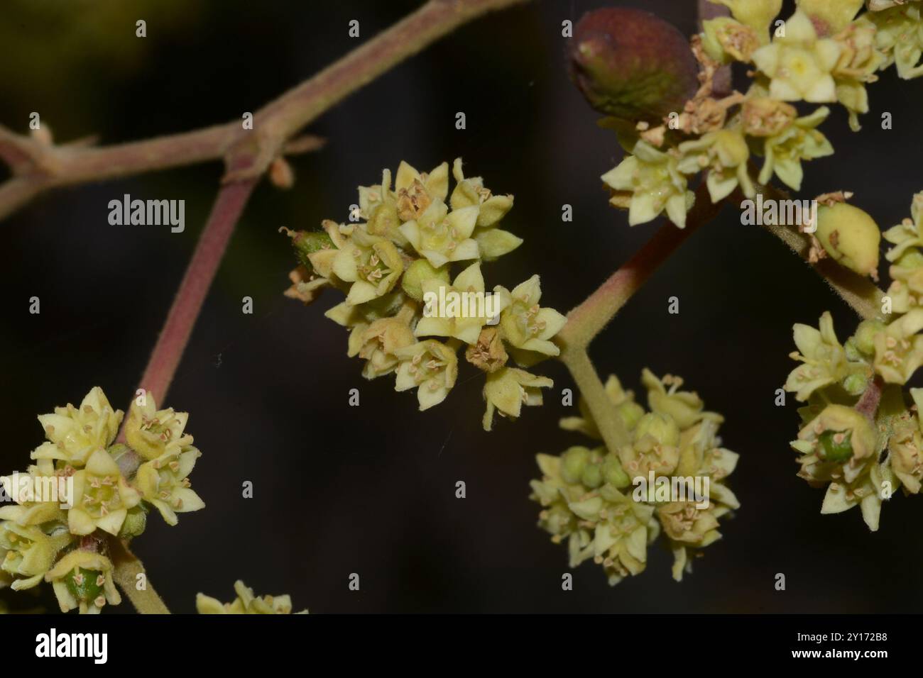 Wrinkled Jujube (Ziziphus rugosa) Plantae Stock Photo - Alamy