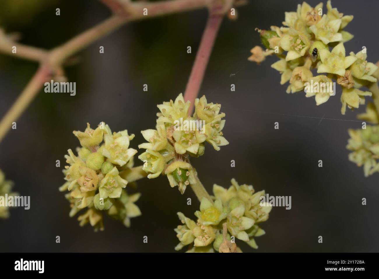 Wrinkled Jujube (Ziziphus rugosa) Plantae Stock Photo - Alamy
