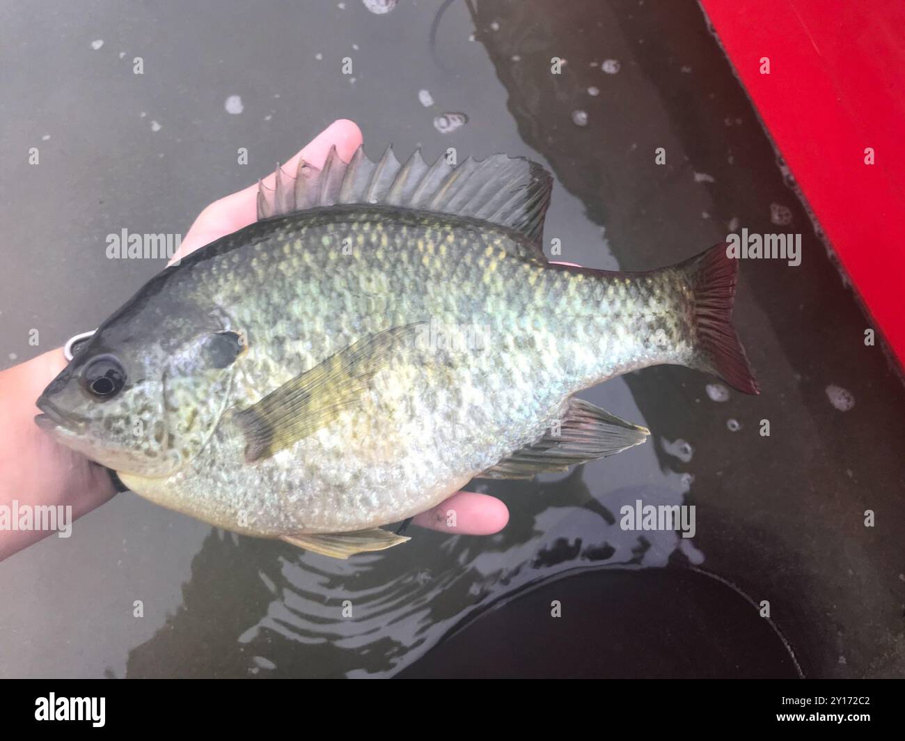 Redear Sunfish (Lepomis microlophus) Actinopterygii Stock Photo - Alamy
